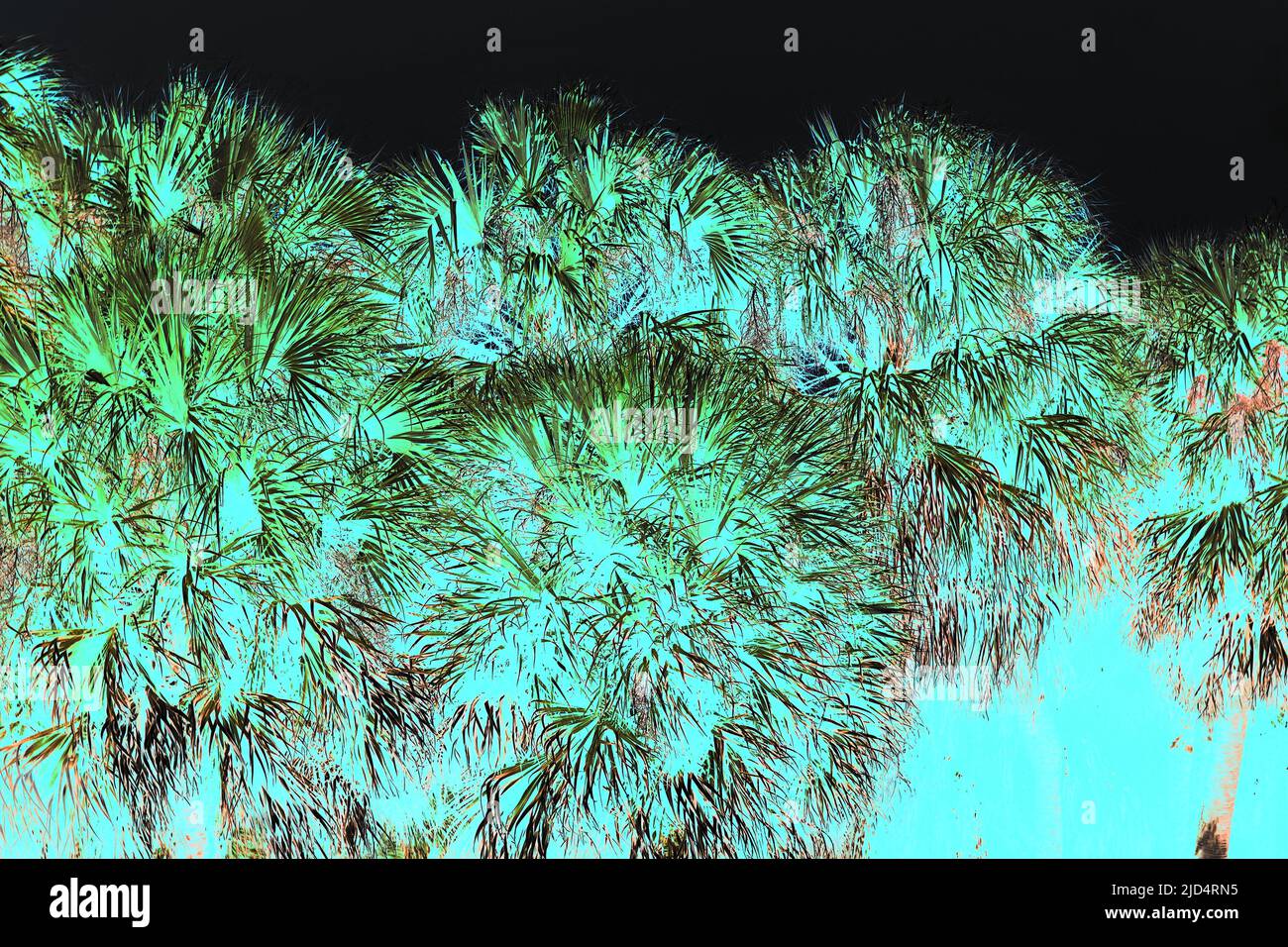 Beautiful tropical palm trees growing in the meadow in a color film ...