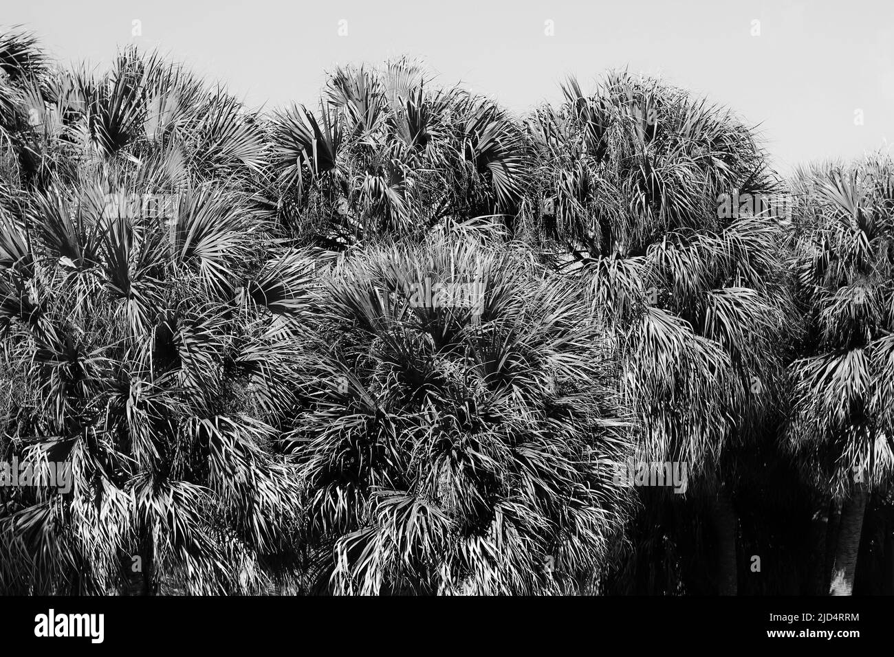 Beautiful tropical palm trees growing in the meadow in black and white ...