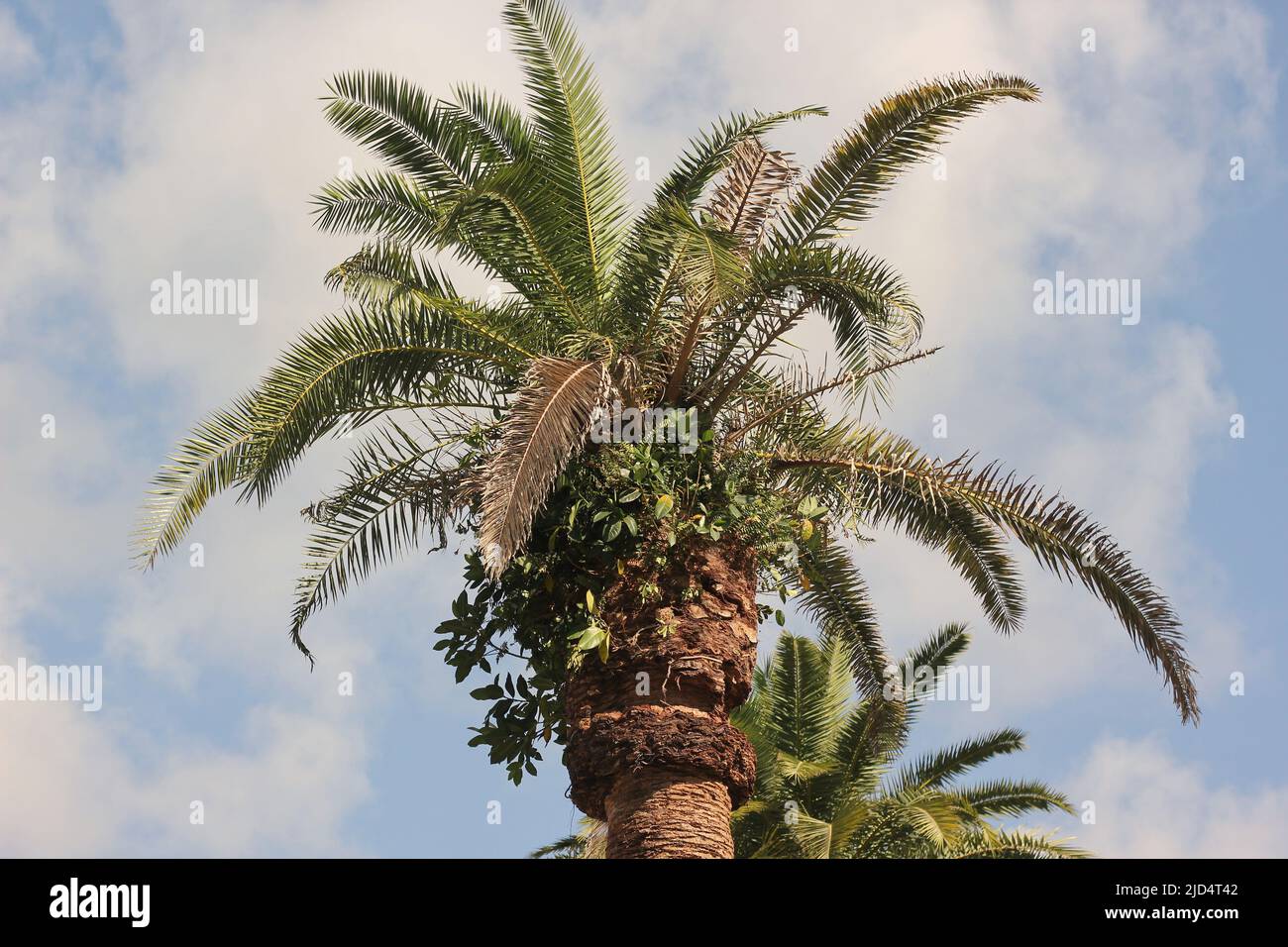 Beautiful tropical palm trees growing in the meadow Stock Photo - Alamy