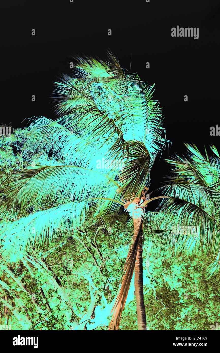 Beautiful tropical palm trees growing in the meadow in a color film ...