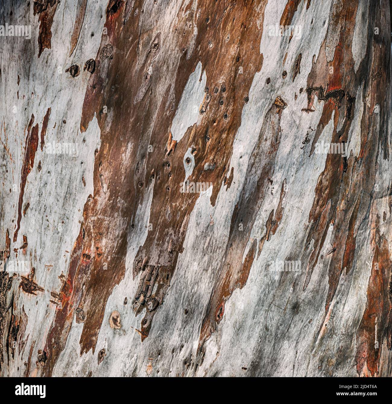 Close view bark sycamore hi-res stock photography and images - Alamy