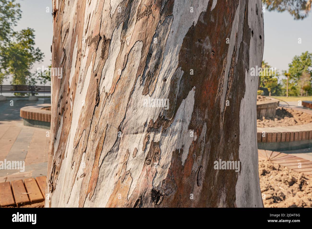 Sycamore tree bark close-up view. Background and texture Stock Photo ...