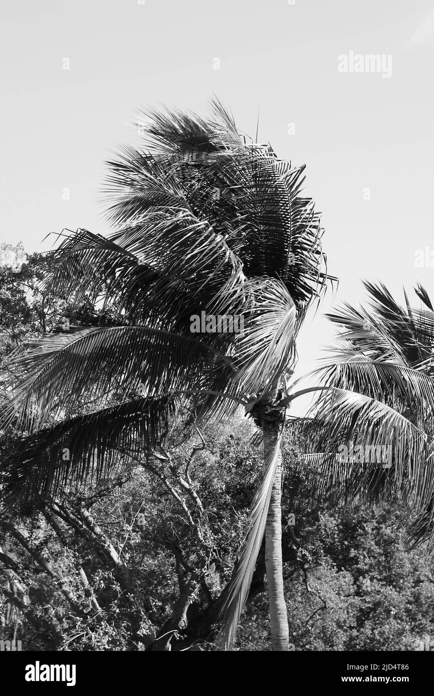 Beautiful tropical palm trees growing in the meadow in black and white ...