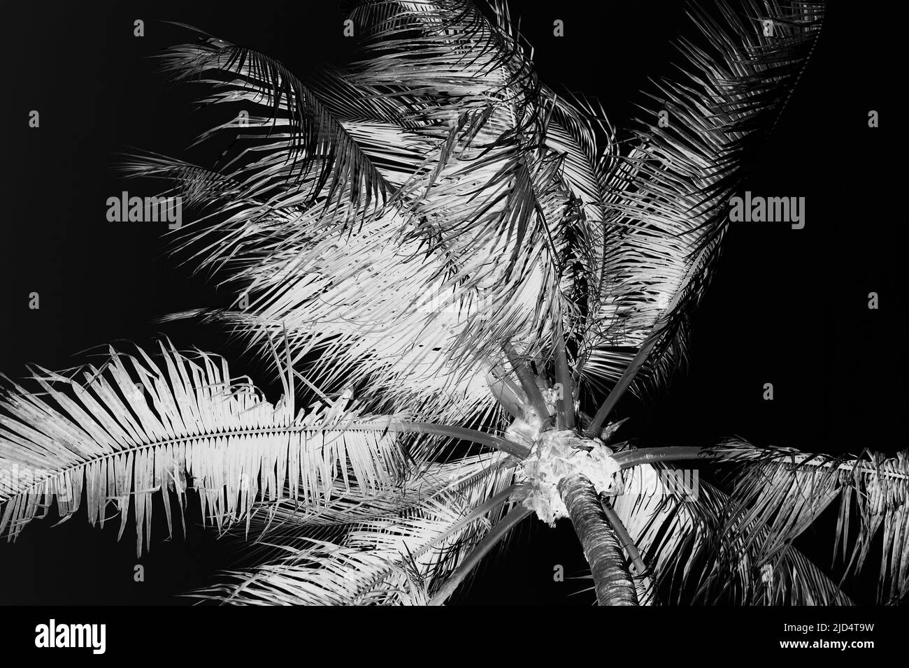Beautiful tropical palm trees growing in the meadow in high contrast ...