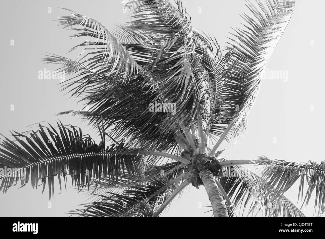 Beautiful tropical palm trees growing in the meadow in black and white ...