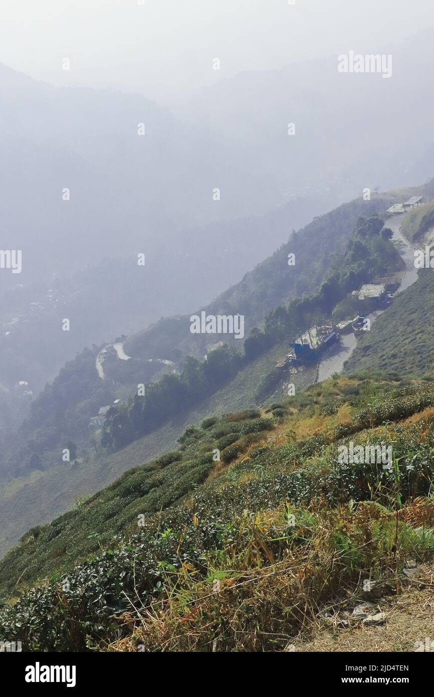 tea garden and mountain zigzag road of kurseong near darjeeling in west ...