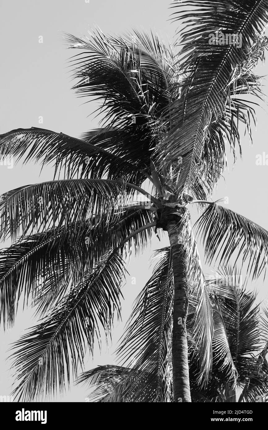 Beautiful tropical palm trees growing in the meadow in black and white ...