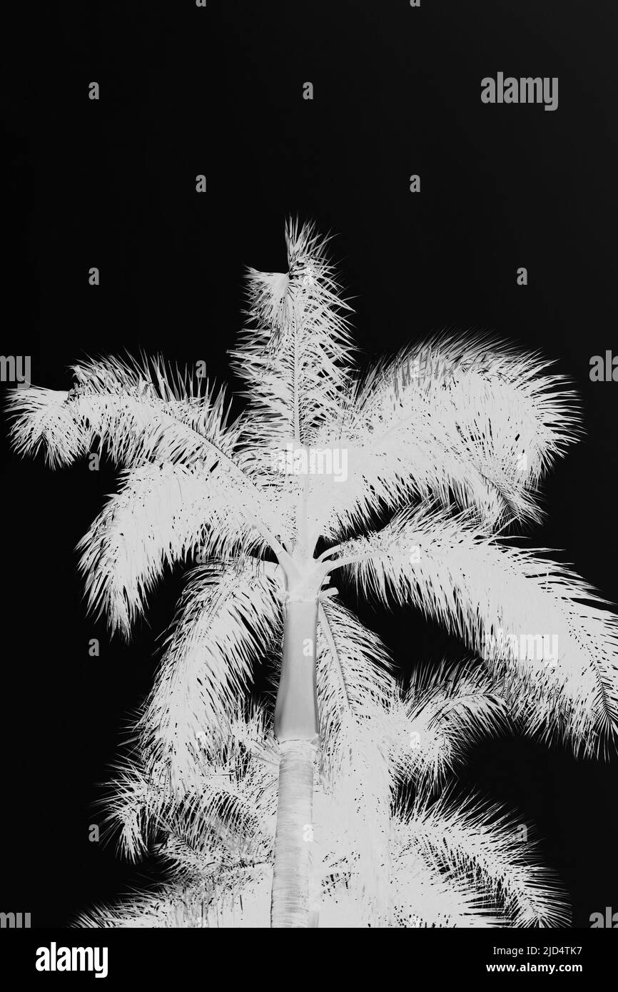 Beautiful tropical palm trees growing in the meadow in high contrast ...