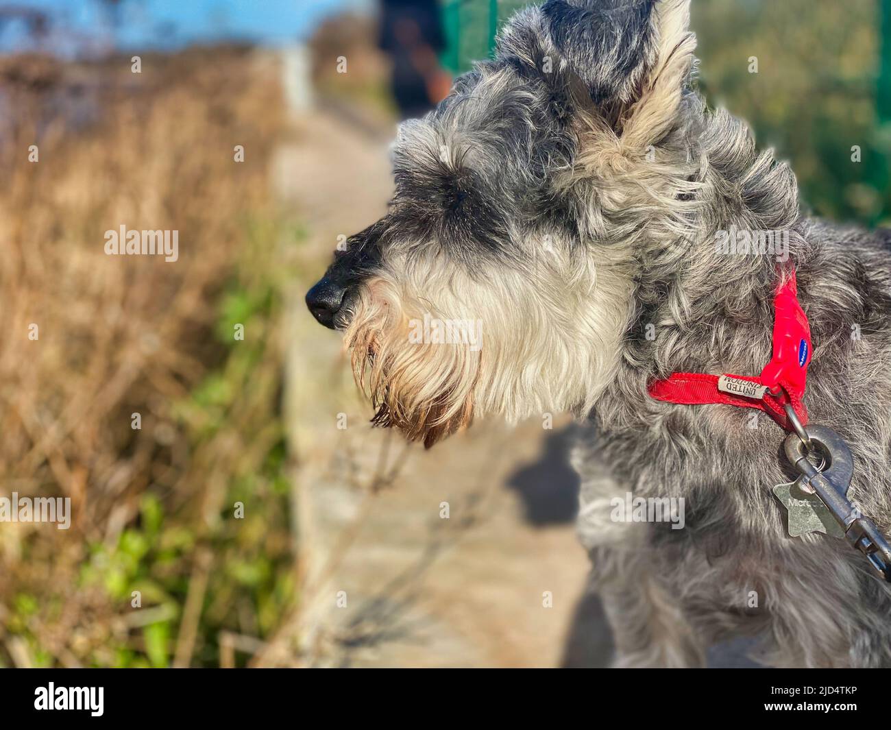 Grey miniature schnauzer hi-res stock photography and images - Alamy