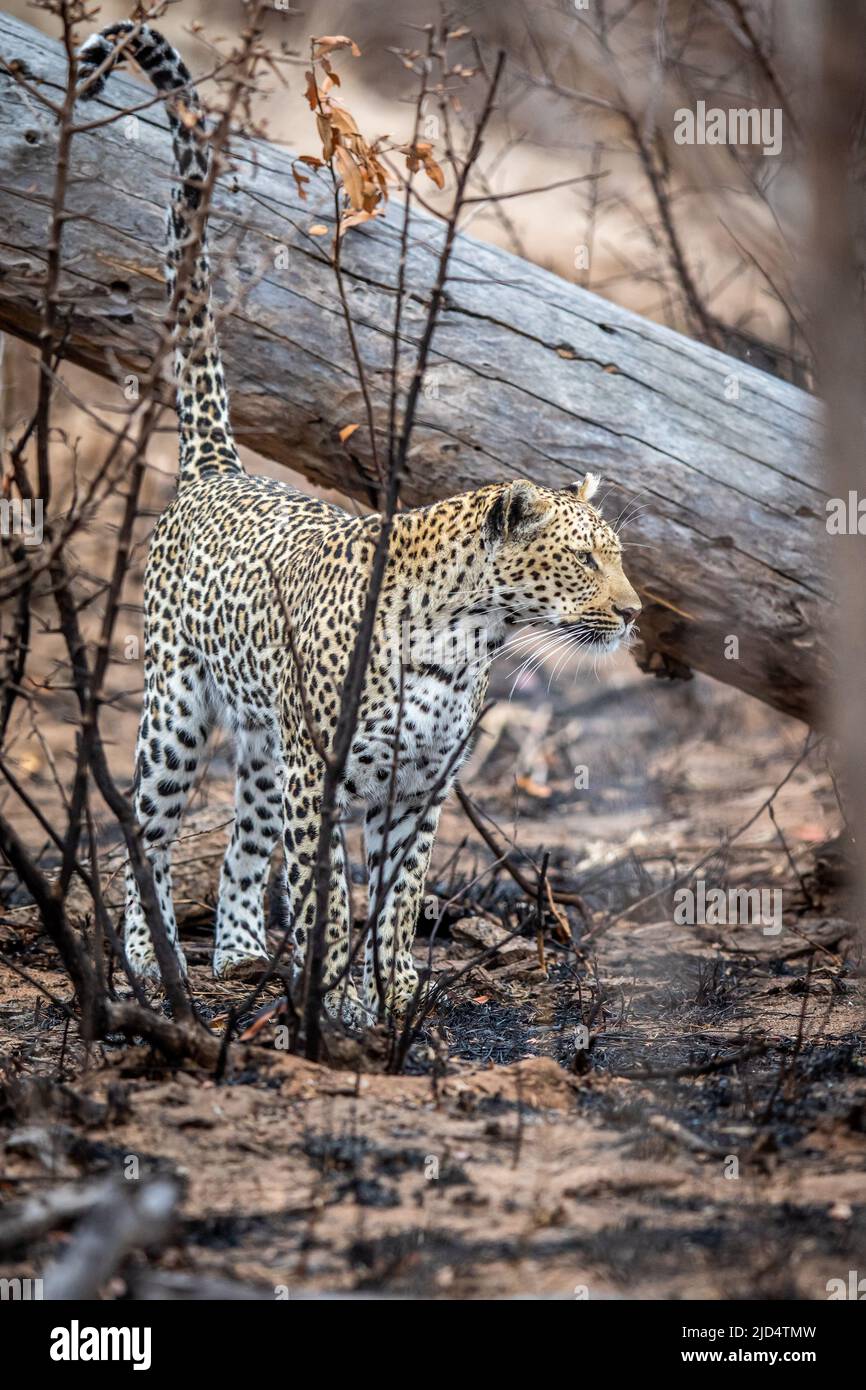 Leopard marking territory on a dead tree in the Kruger National Park ...