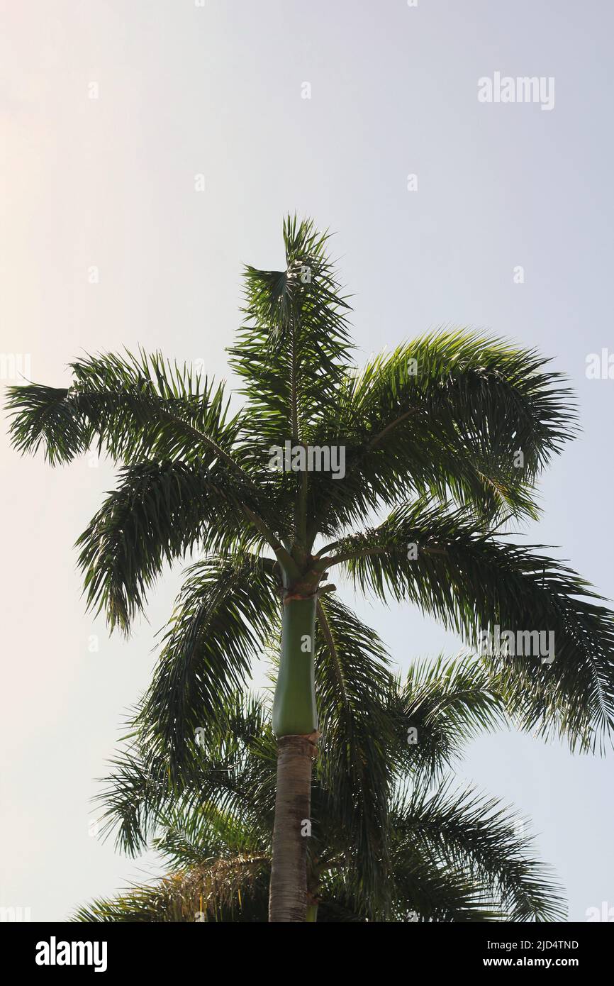 Beautiful tropical palm trees growing in the meadow Stock Photo - Alamy