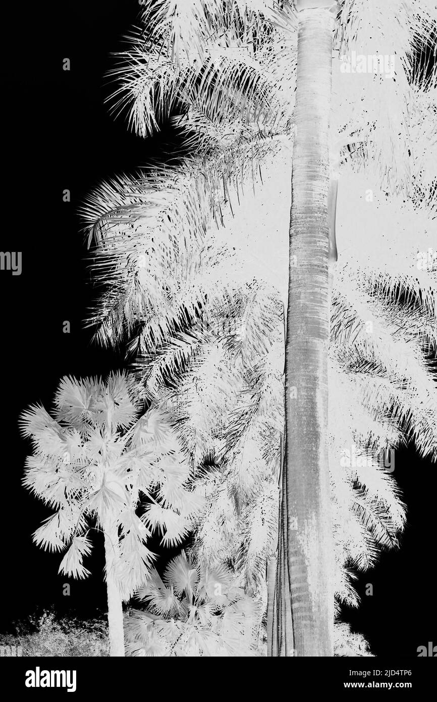 Beautiful tropical palm trees growing in the meadow in high contrast ...