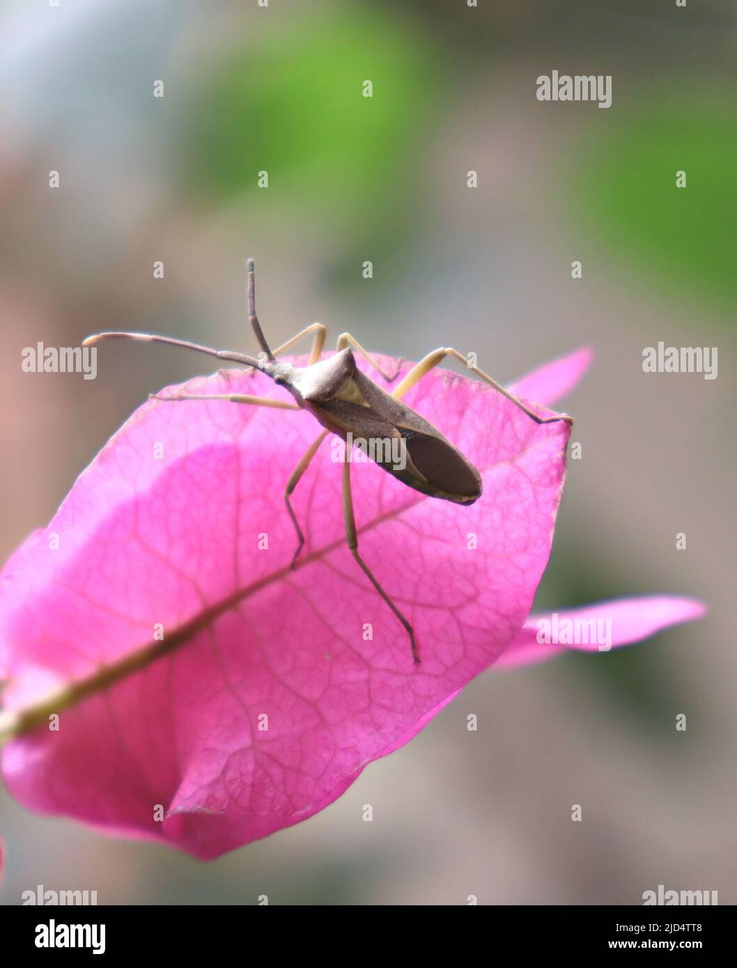 Pod-sucking bug/Riptortus dentipes / on a bougainvillea flower Stock ...