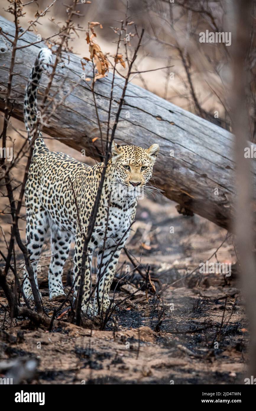 Leopard marking territory on a dead tree in the Kruger National Park ...