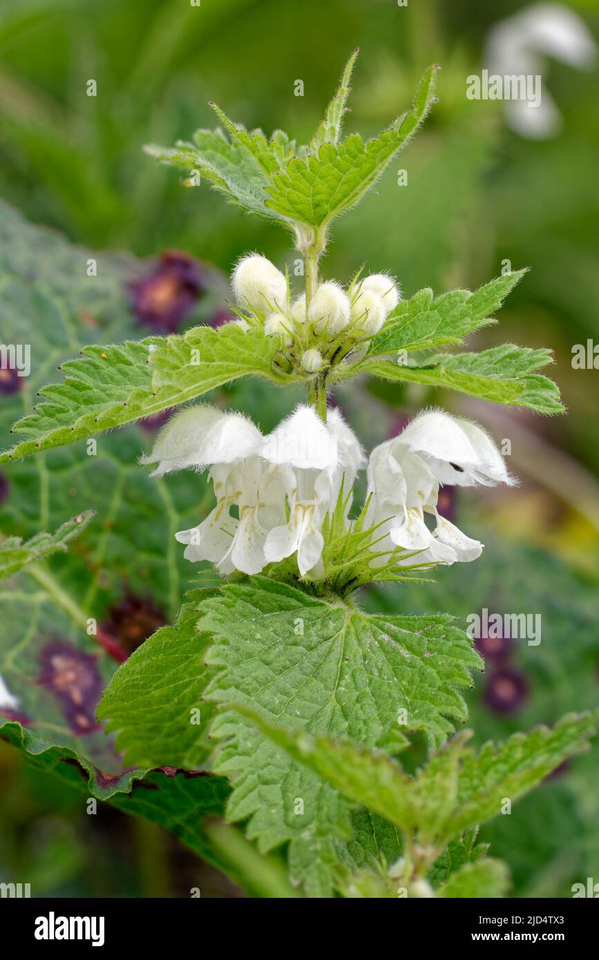 White Dead-nettle - Lamium album, Woodland Wild Flower Stock Photo - Alamy