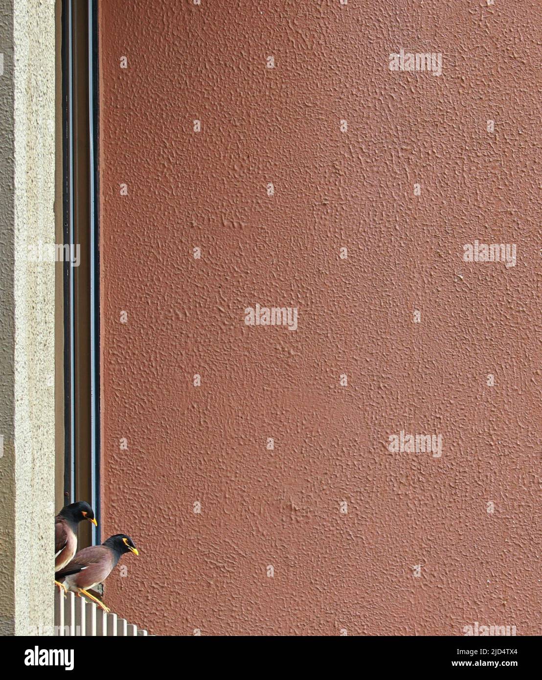 Two common Mynahs'/ Acridotheres tristis perched on a window sill ...