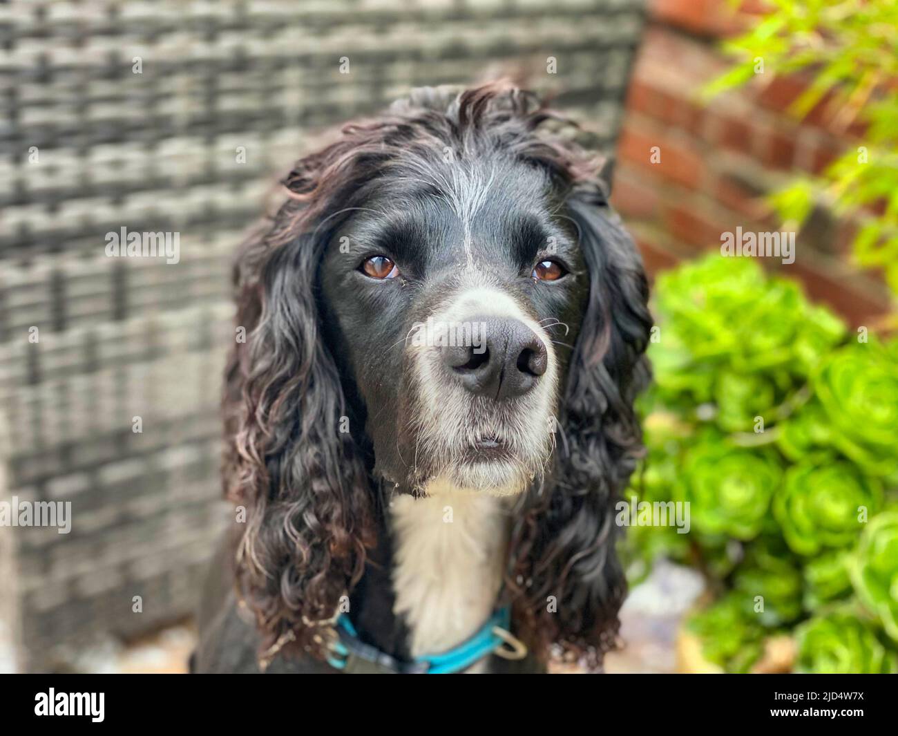 English Cocker Spaniel Dog Stock Photo - Alamy
