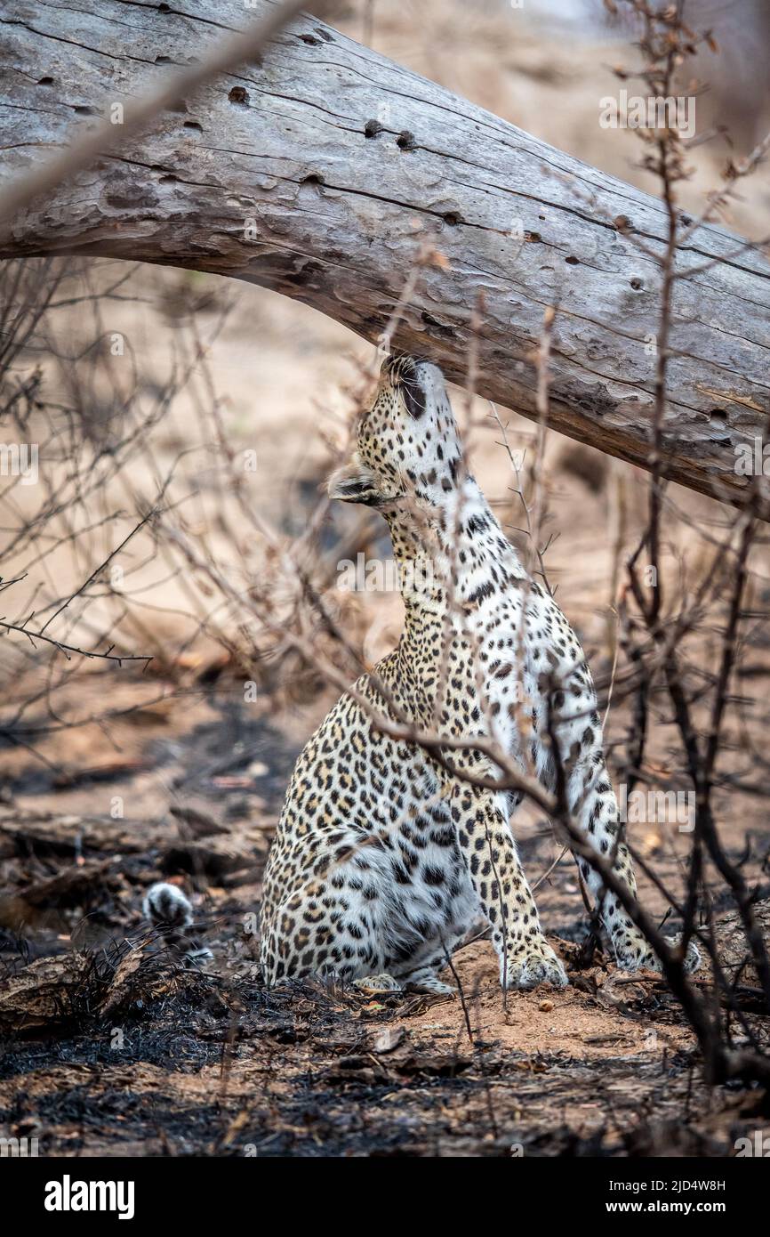 Leopard smelling a dead tree in the Kruger National Park, South Africa ...