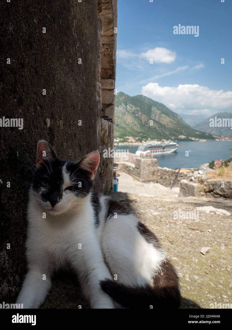 Cat in Kotor at fortress Stock Photo - Alamy