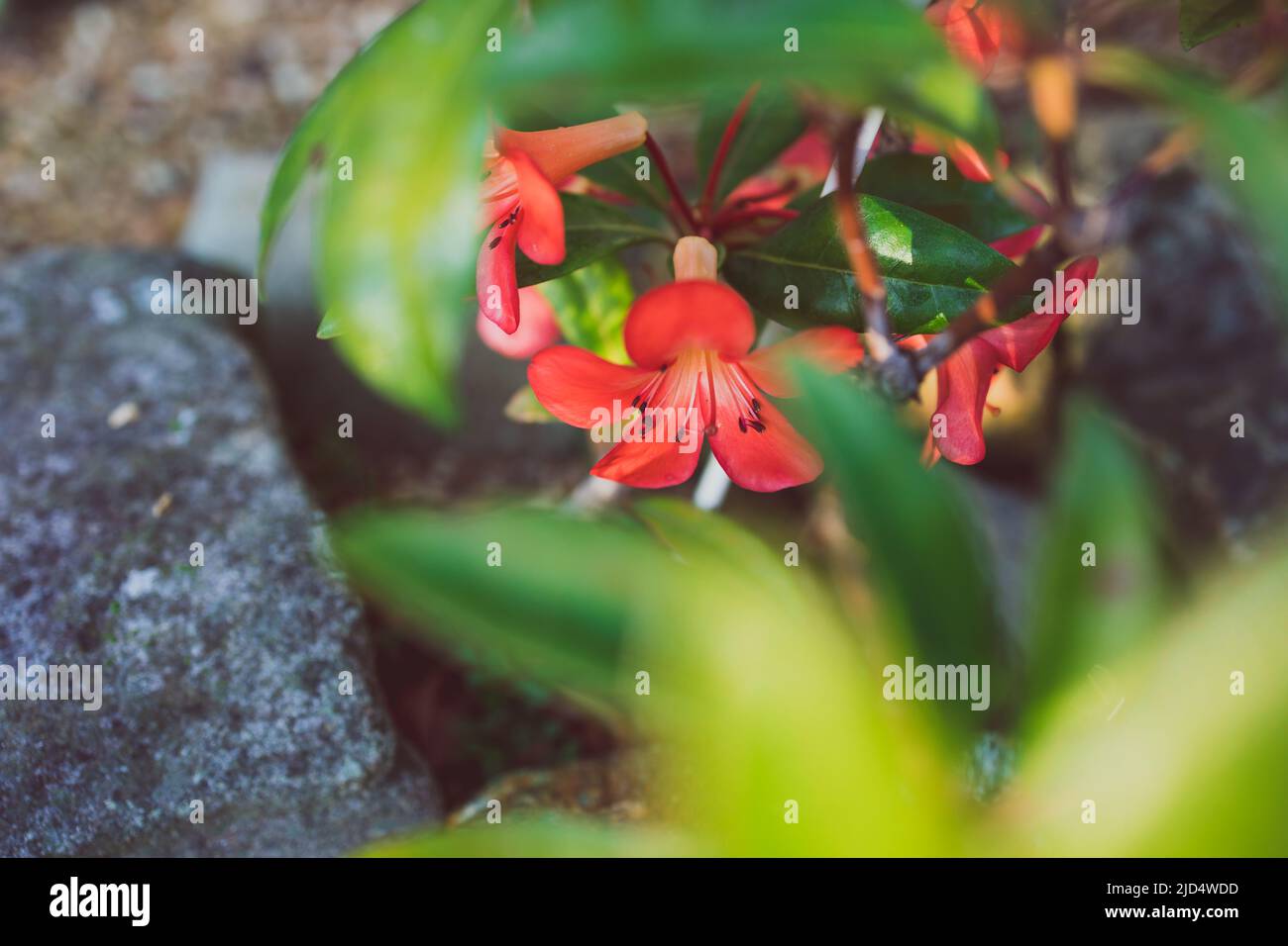 orange vireya rhododendron plant with coral flowers outdoor in sunny ...