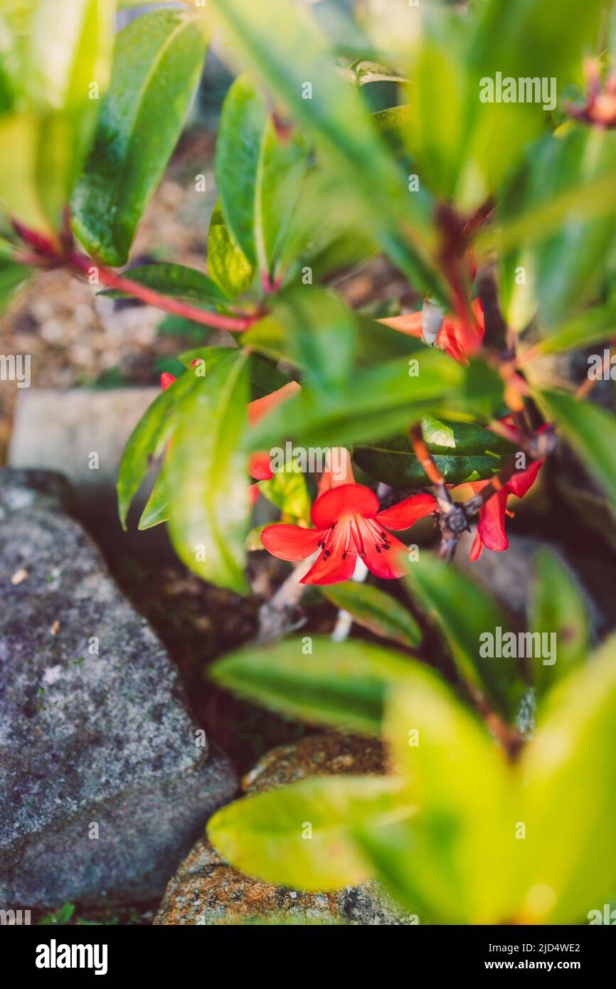 orange vireya rhododendron plant with coral flowers outdoor in sunny ...