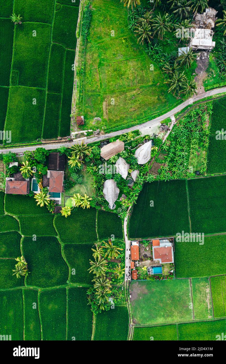 aerial top down view of bamboo villas in the rice fields of ubud bali ...