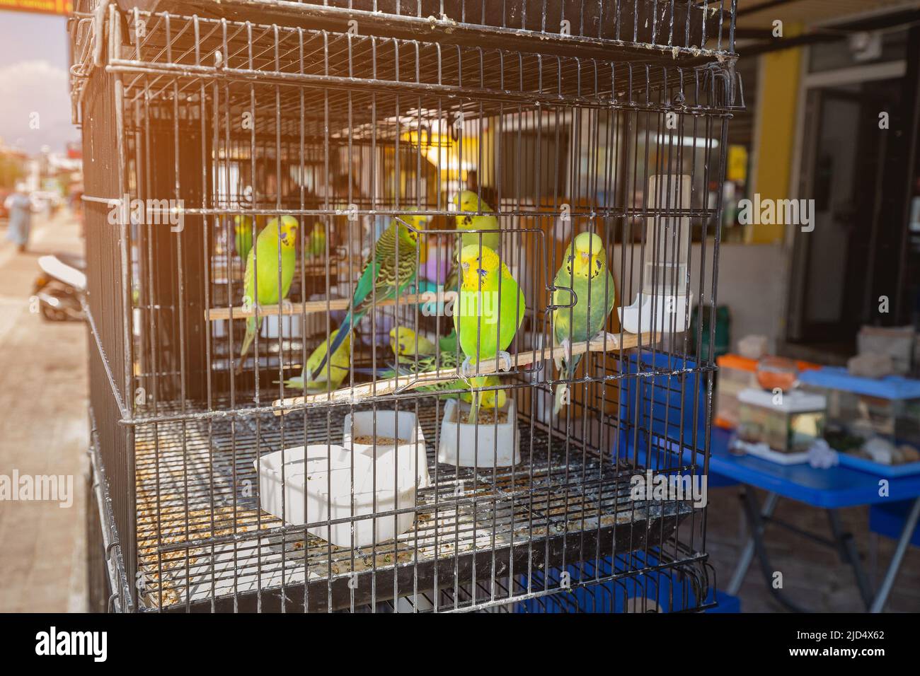 Caged parrots for sale at the street market near pet shop Stock Photo ...