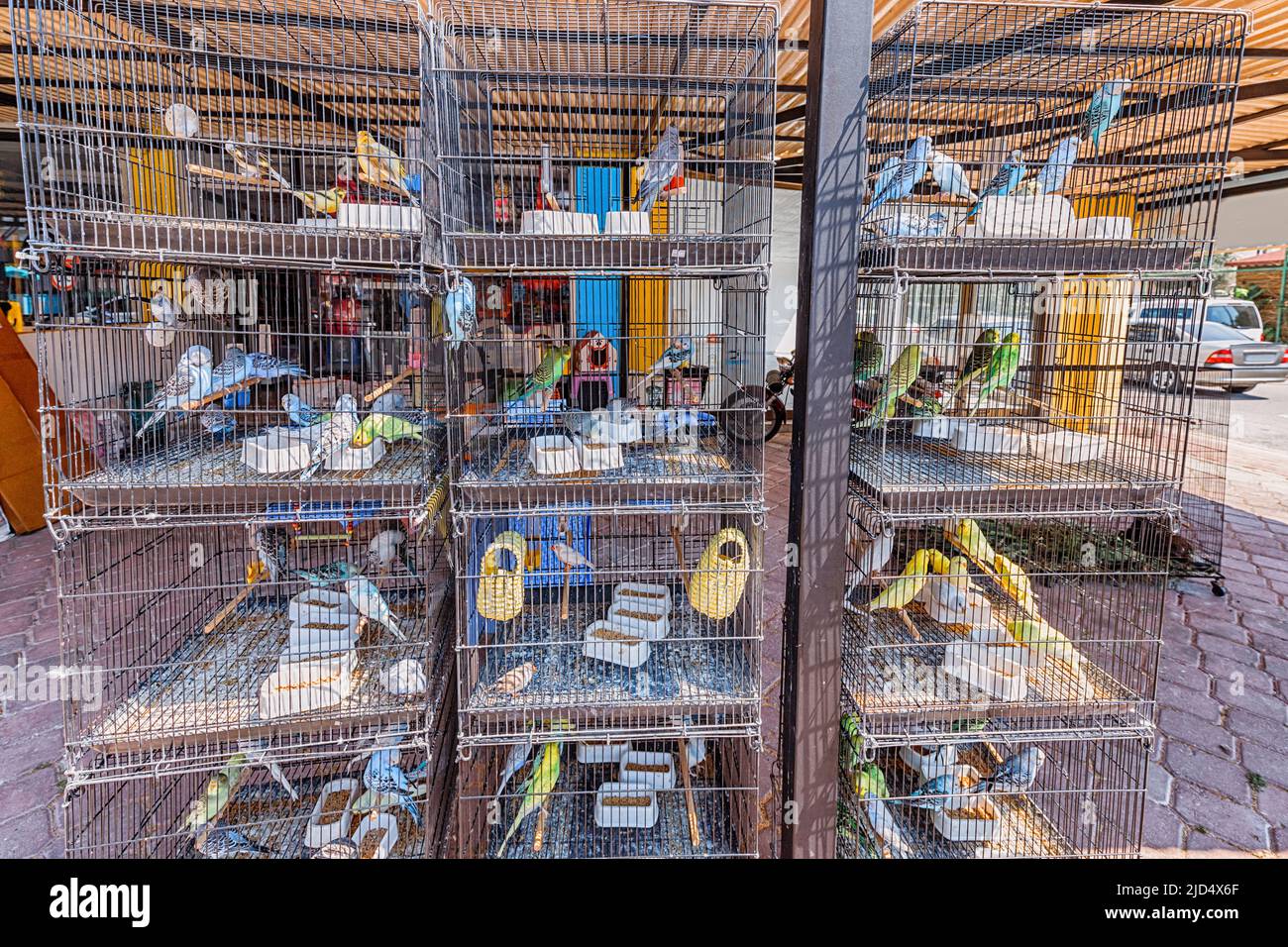 Caged parrots for sale at the street market near pet shop Stock Photo ...