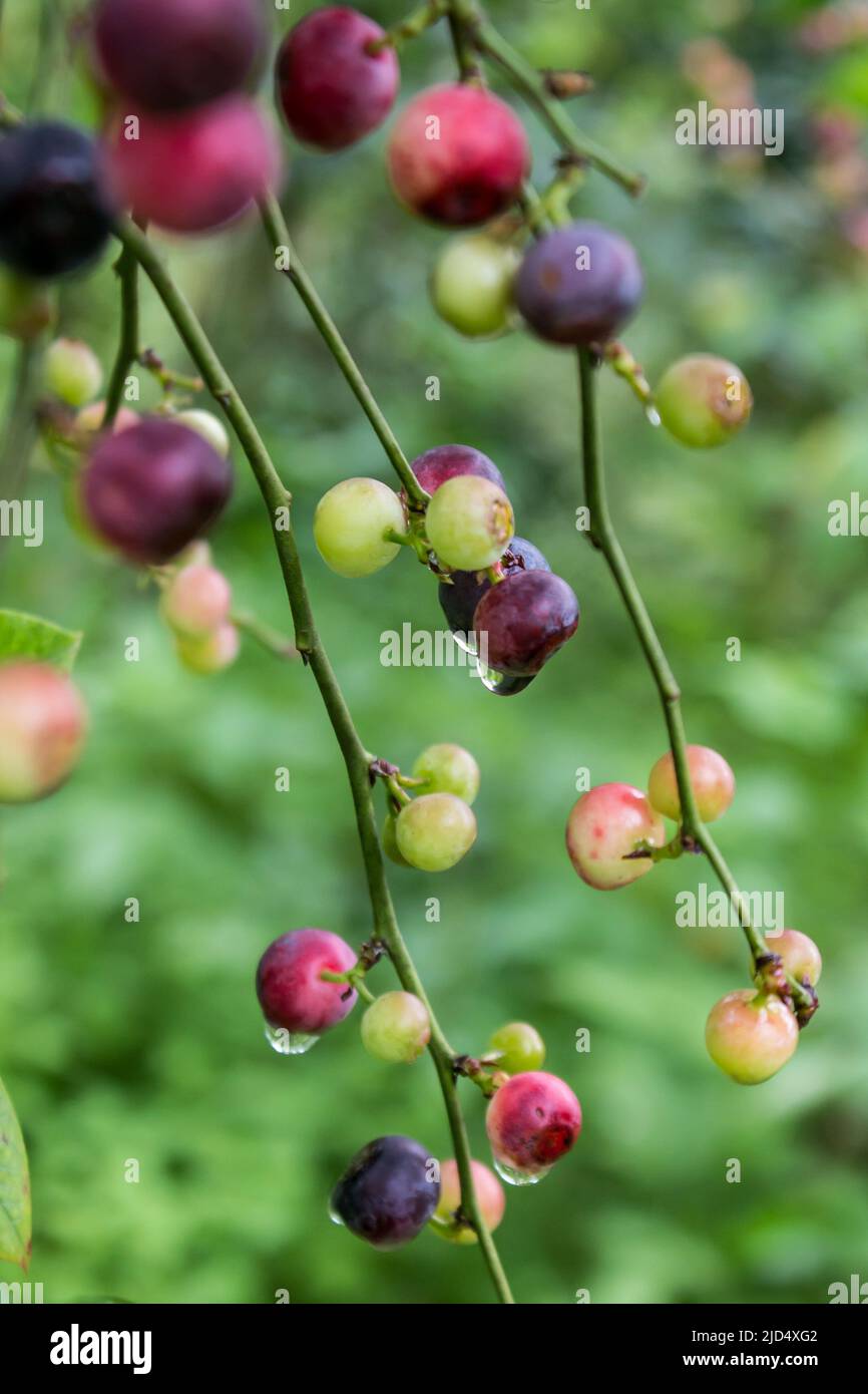 A sting of blue berries, Vaccinium corymbosum, of various stages of ...