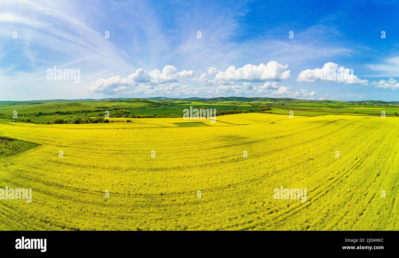 Panorama of bright flowering fields with yellow spring plant in ...