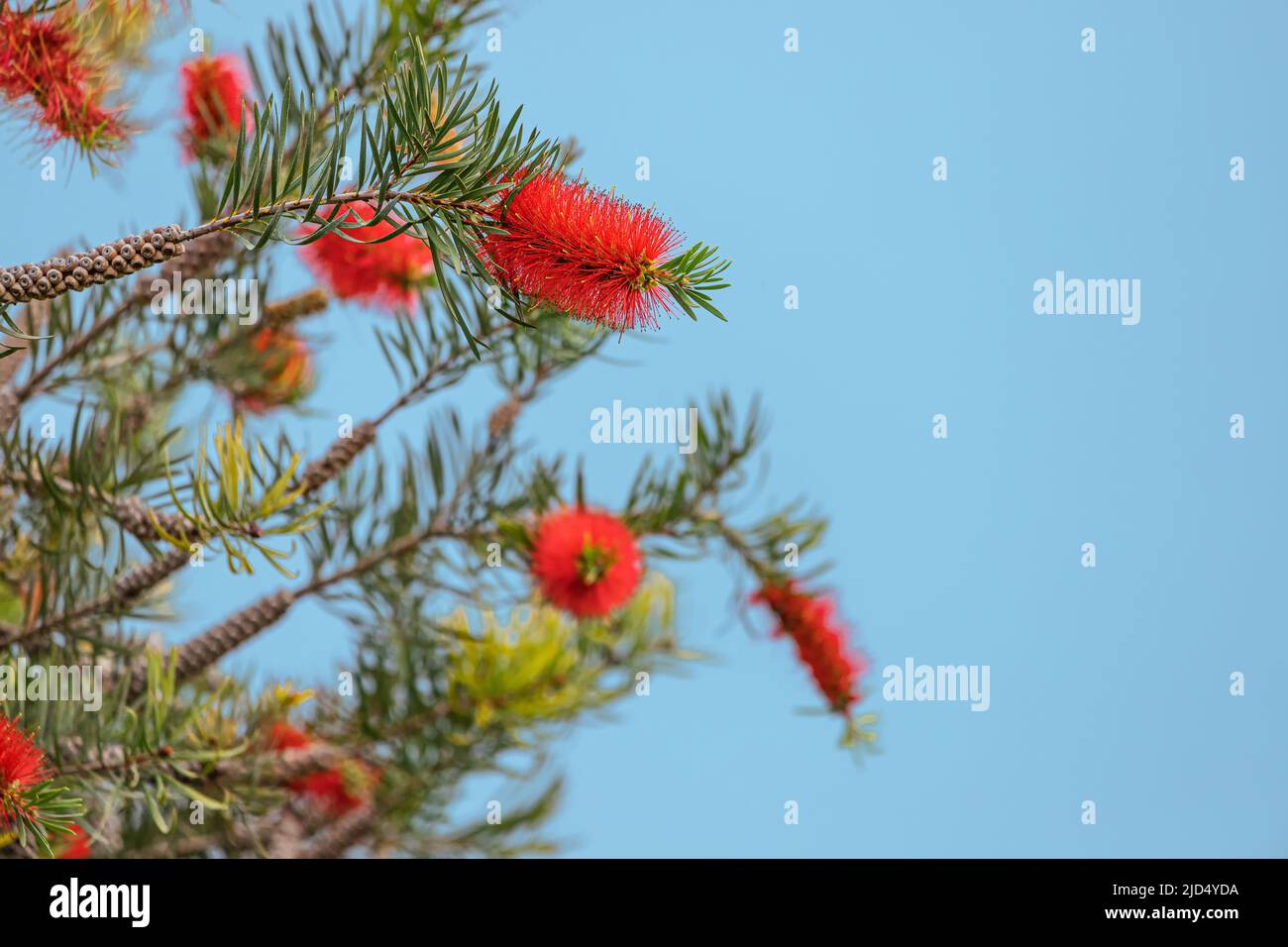 callistemon or bottle brush tree blooming in tropical park. Native to ...