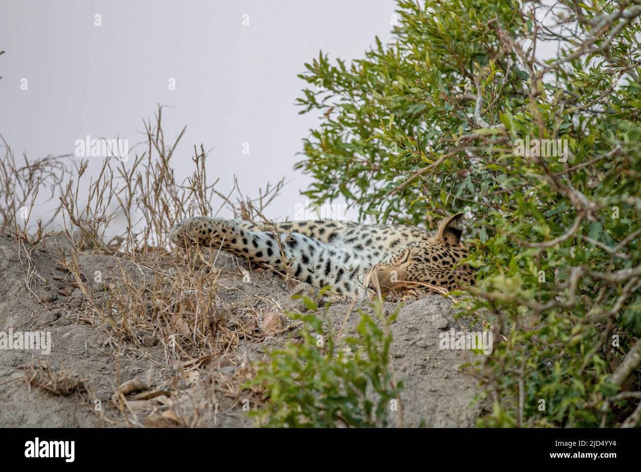Leopard sleeping on a termite mount in the Kruger National Park, South ...