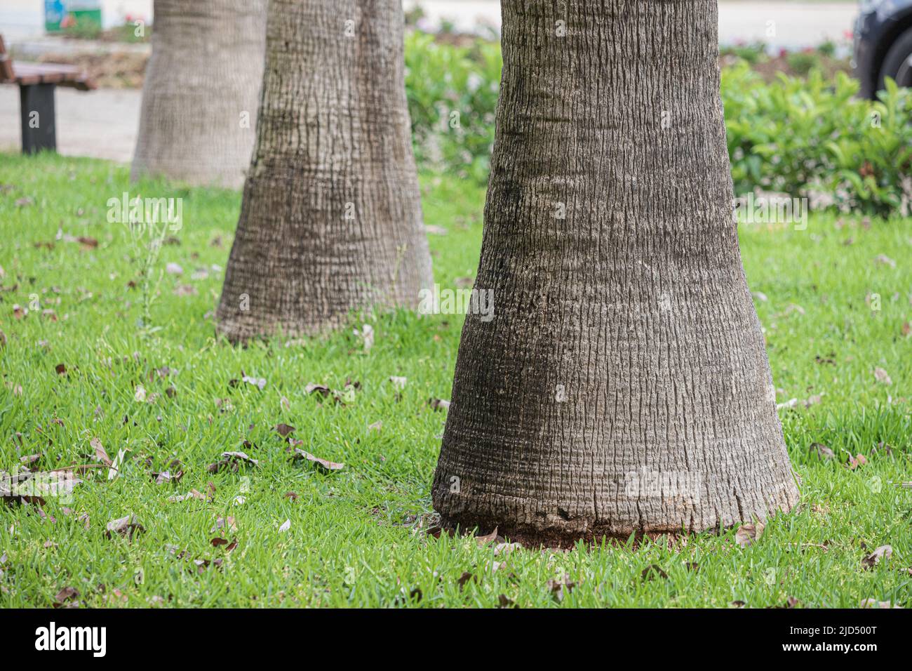 Palm trees trunk with green grass, growing in park Stock Photo - Alamy