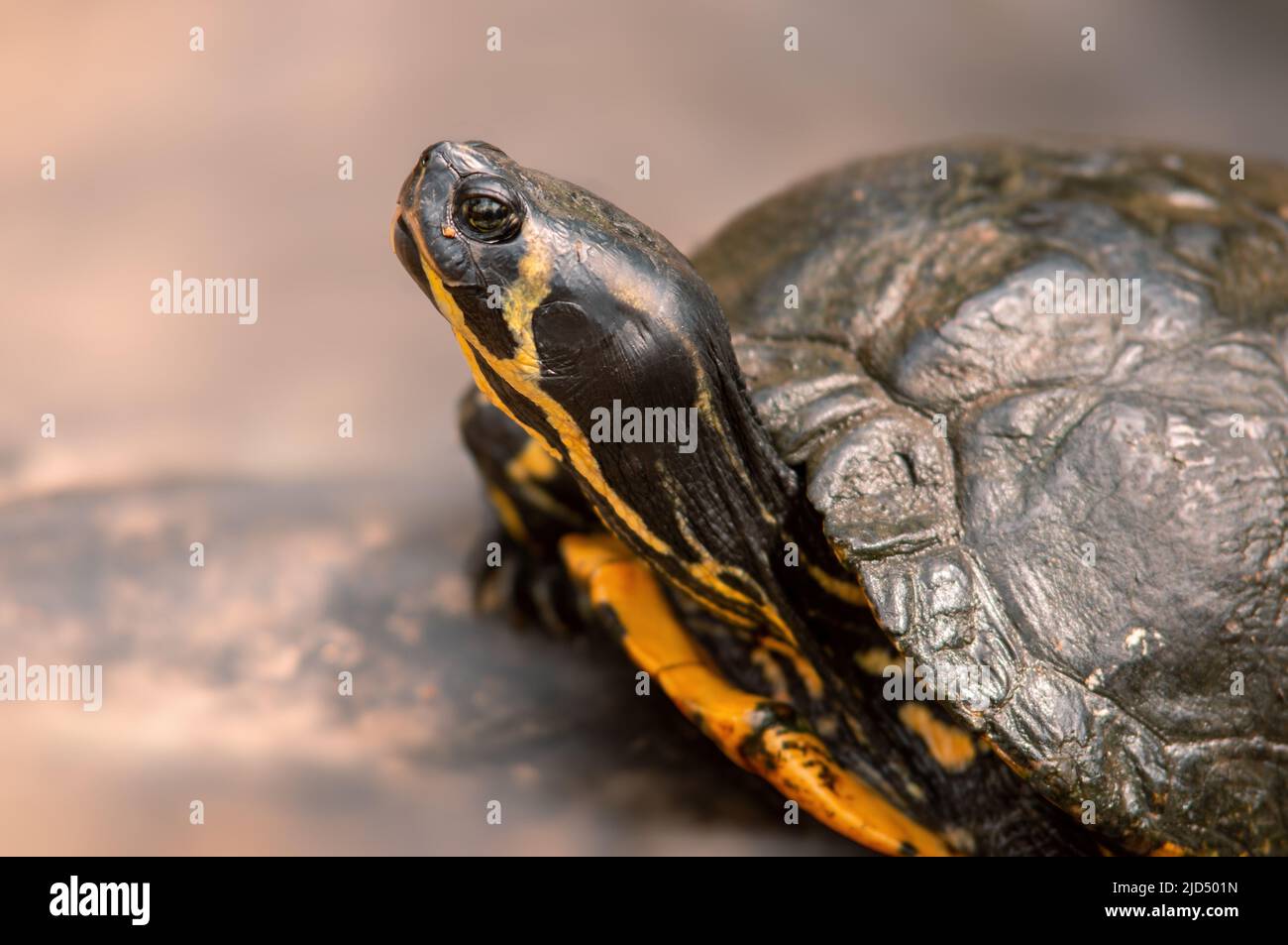 Turt hi-res stock photography and images - Alamy