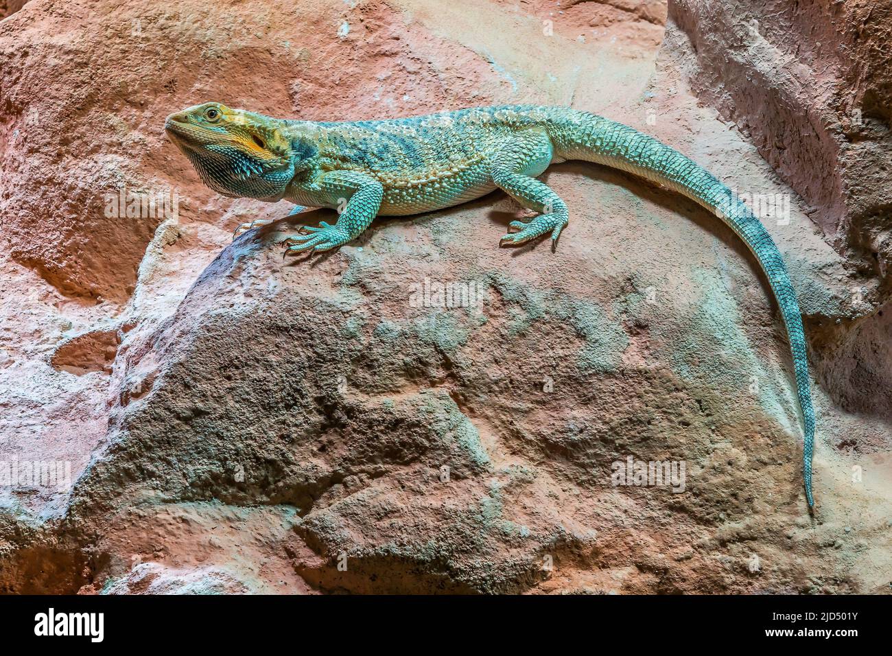 a lizard is sitting on a rock Stock Photo - Alamy