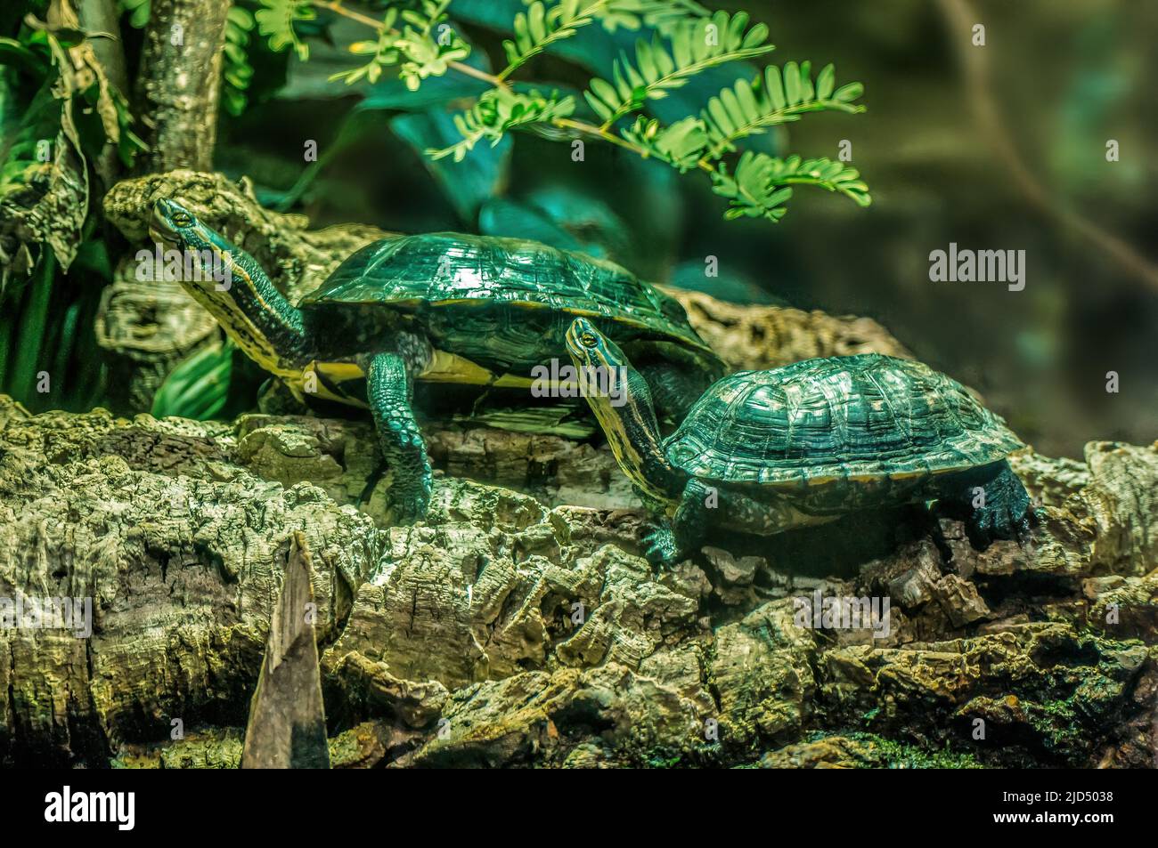two turtles sit on a branch Stock Photo - Alamy