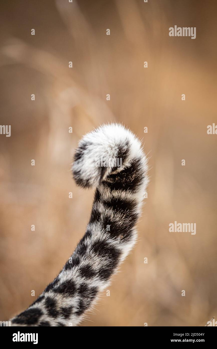 Leopards tail hi-res stock photography and images - Alamy