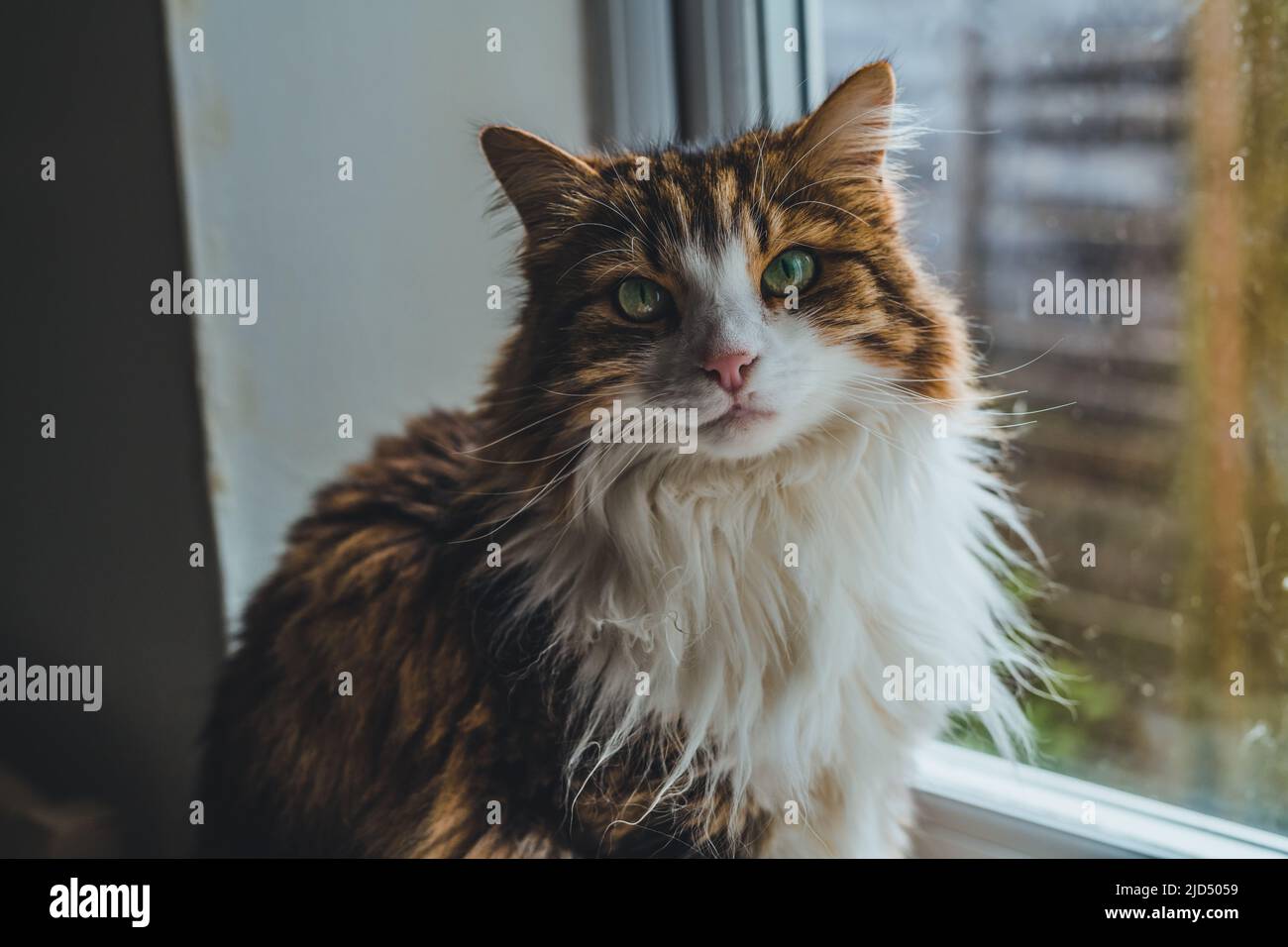 Cat Portrait near the window Stock Photo - Alamy
