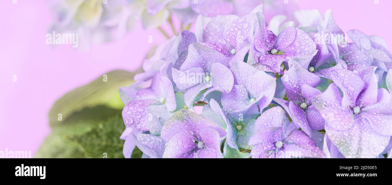 Hydrangea border hi-res stock photography and images - Alamy