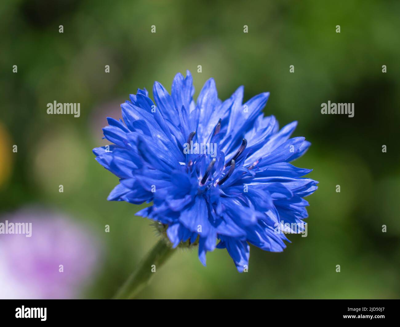 The wild blue cornflower with the Latin name Centaurea cyanus Stock ...