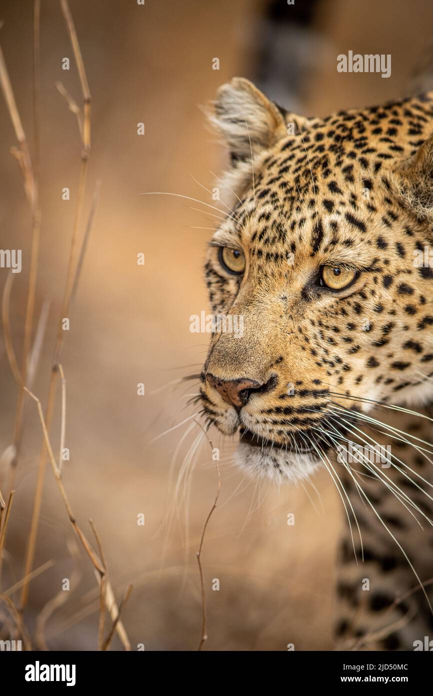 Close up of a Leopard's head in the Kruger National Park, South Africa ...