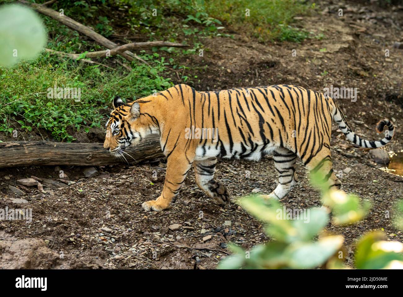 wild bengal female tiger side profile strolling in natural scenic green ...
