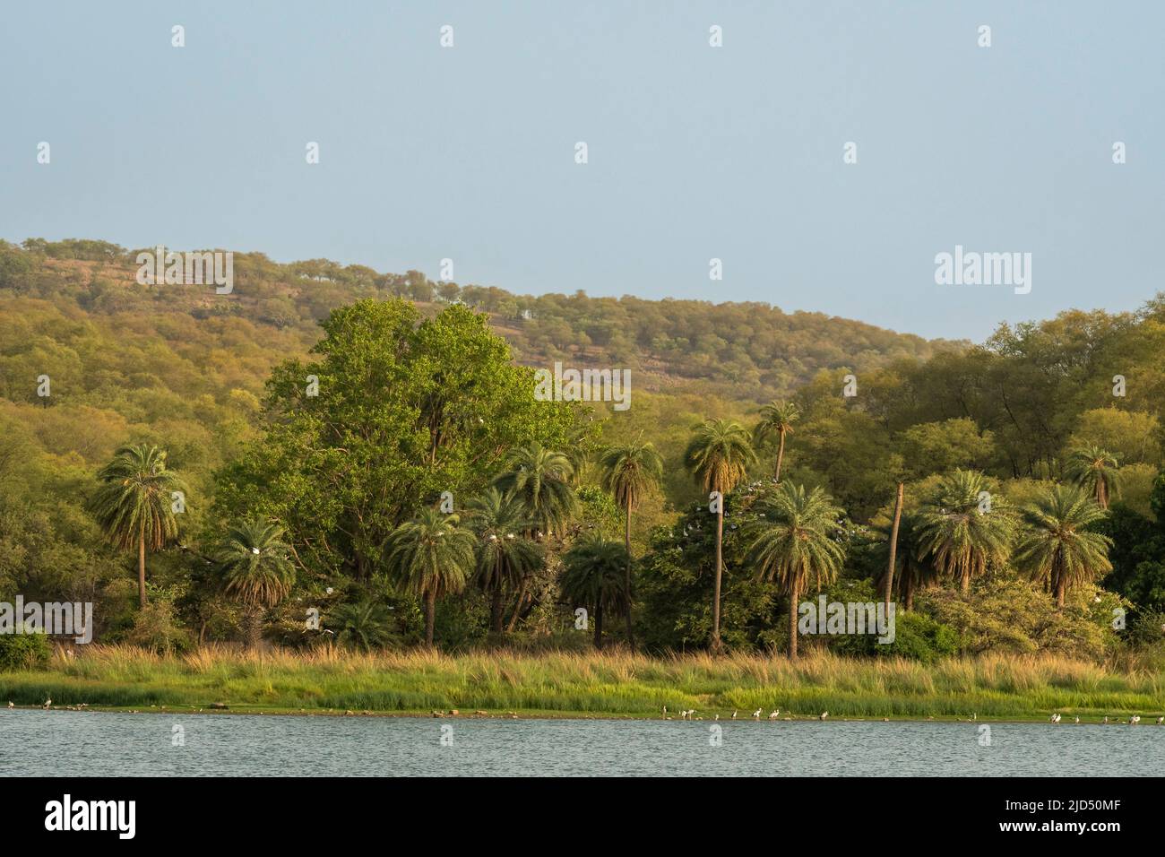 natural scenic landscape view of rajbagh lake green palm trees and in ...
