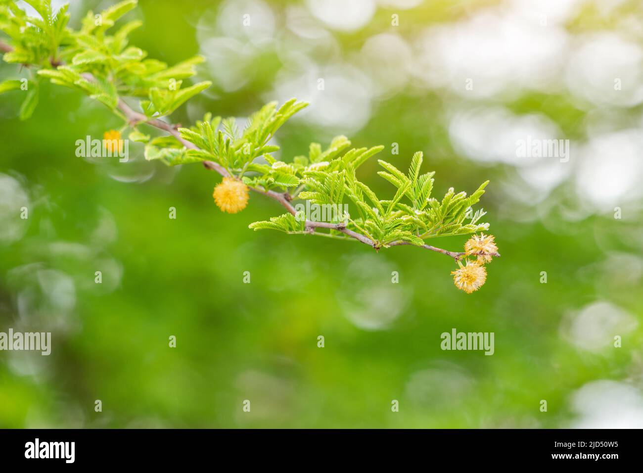 Gum arabic tree hi-res stock photography and images - Alamy