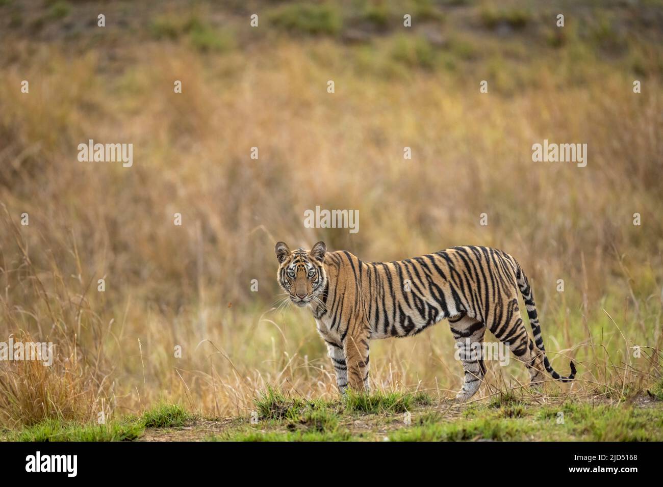 Indian wild bengal female tiger side profile standing with eye contact ...
