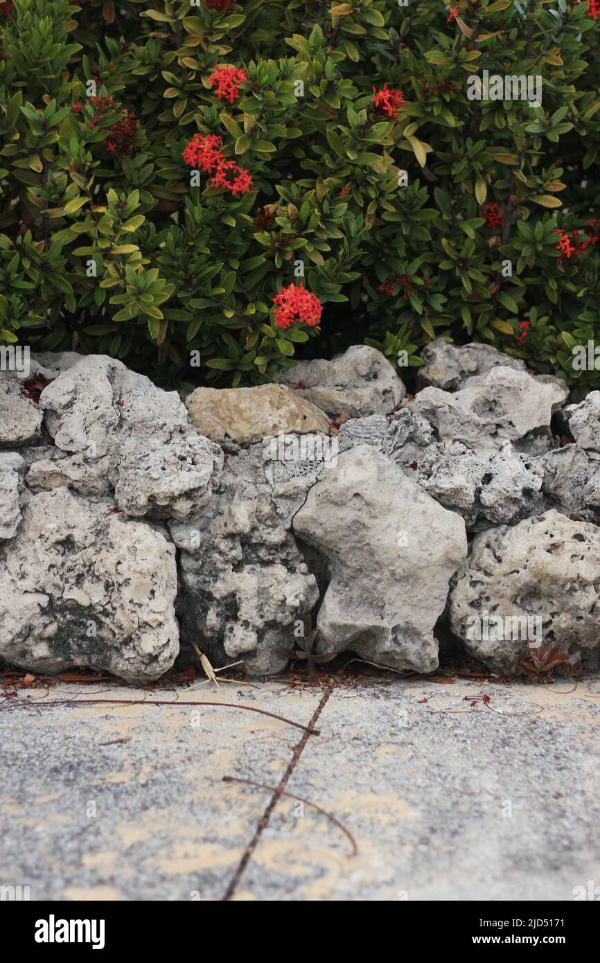 Tropical bushes growing in the rock garden Stock Photo - Alamy