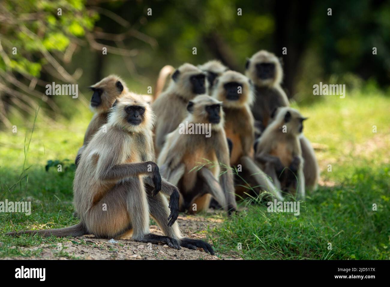 Primate bonding together hi-res stock photography and images - Alamy