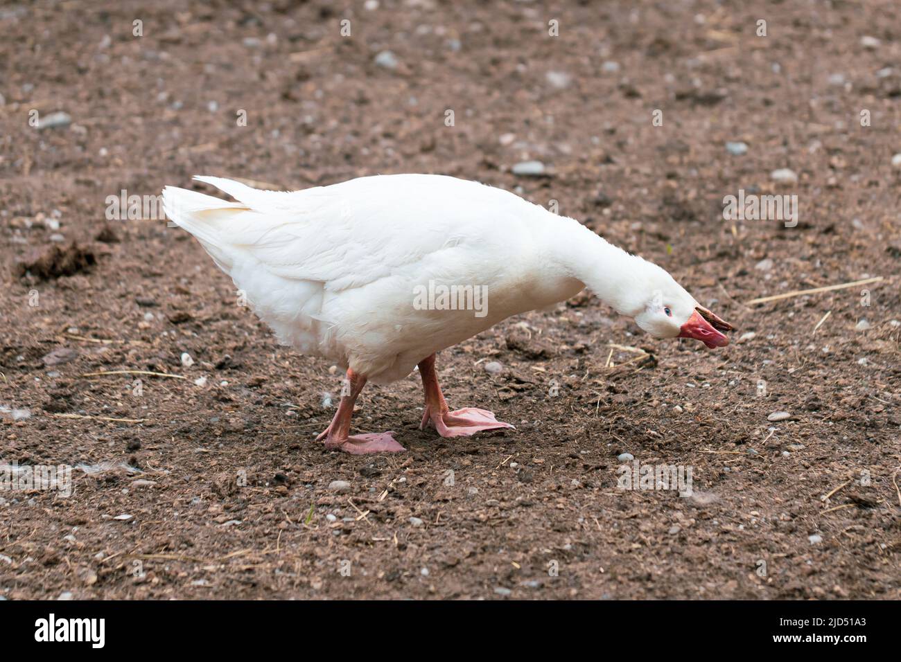 Goosey hi-res stock photography and images - Alamy