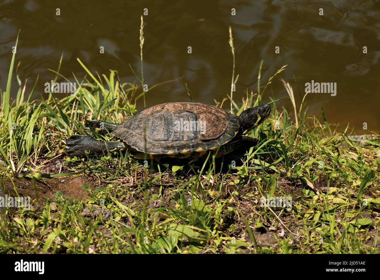 Slow Moving Tortoise In Grass Stock Photo - Alamy
