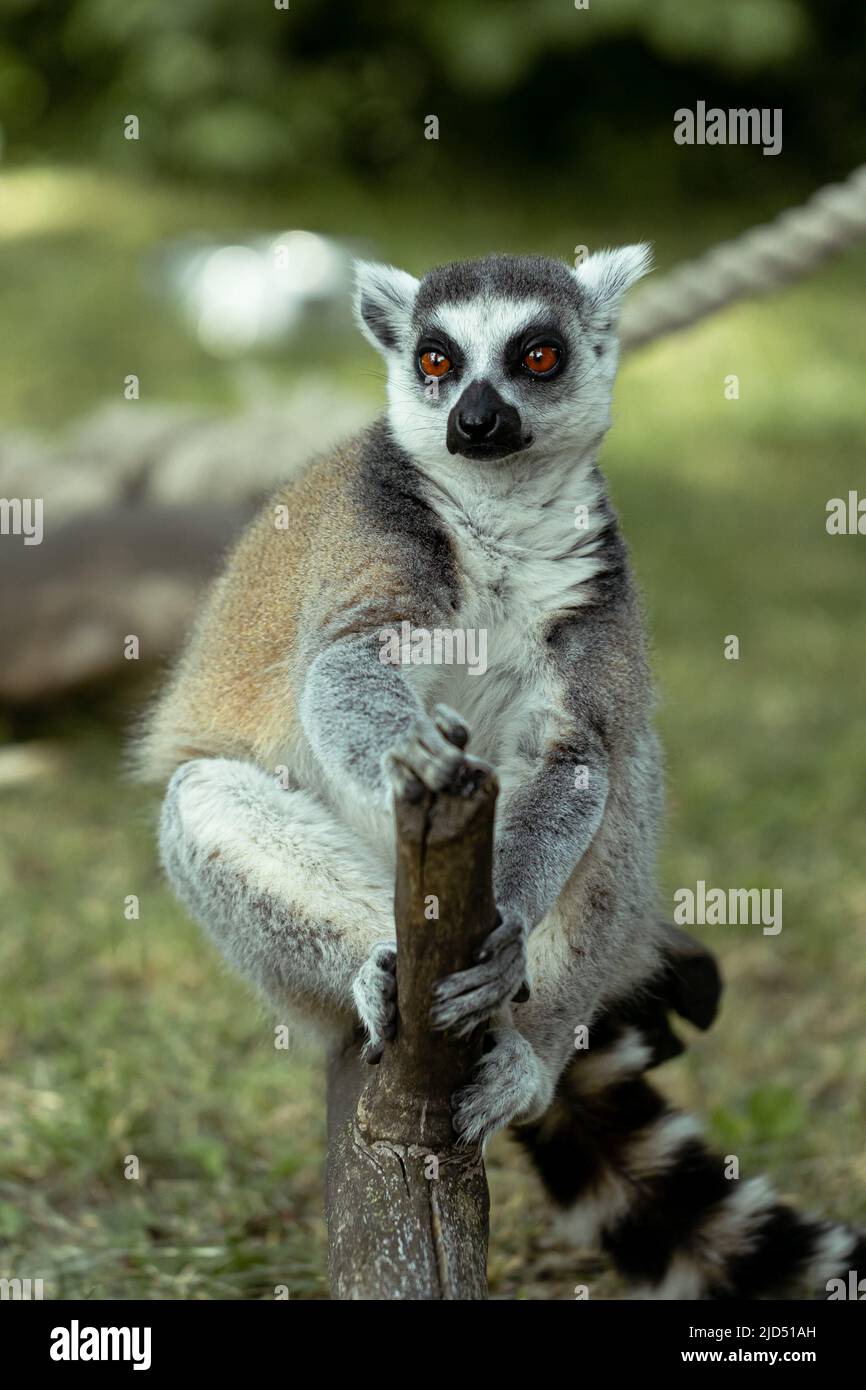 Ring Tailed Lemur In Zoo Stock Photo - Alamy